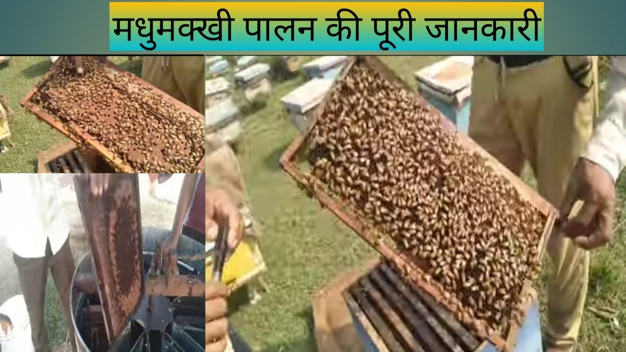 Madhumakhi palan ki puri jankari,मधुमक्खी पालन की पूरी जानकारी,# ...