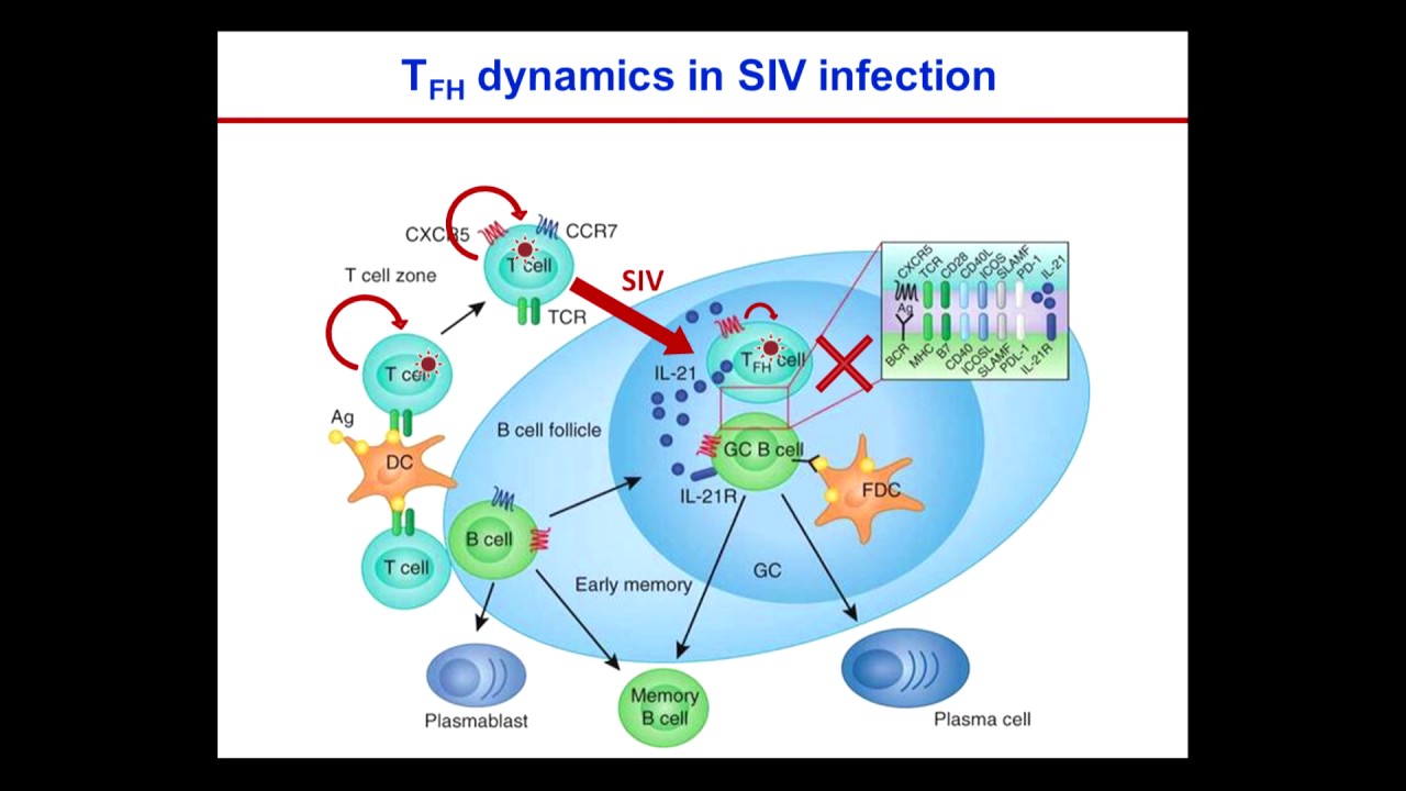 Impact of HIV and SIV on Lymph Node Structure and Function - Rick Koup ...
