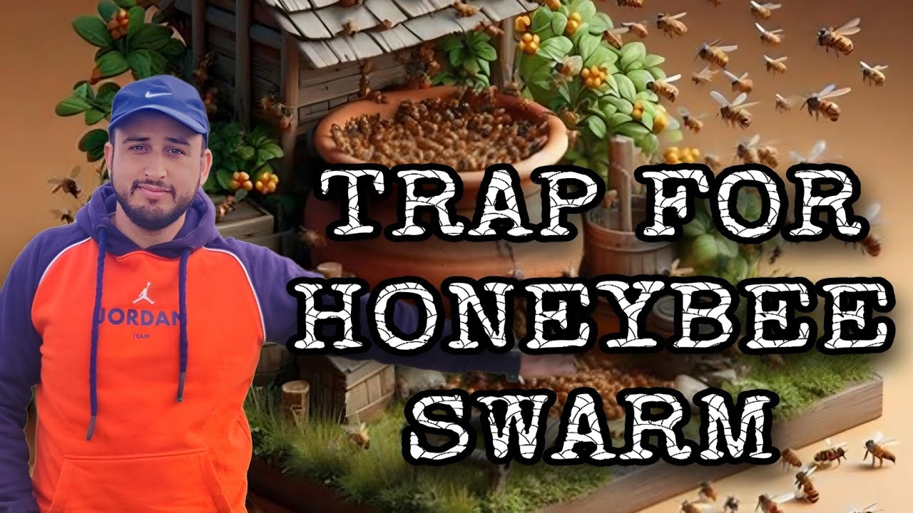 Traditional Beekeeping: Capturing a Honeybee Swarm with an Old Mud Pot ...