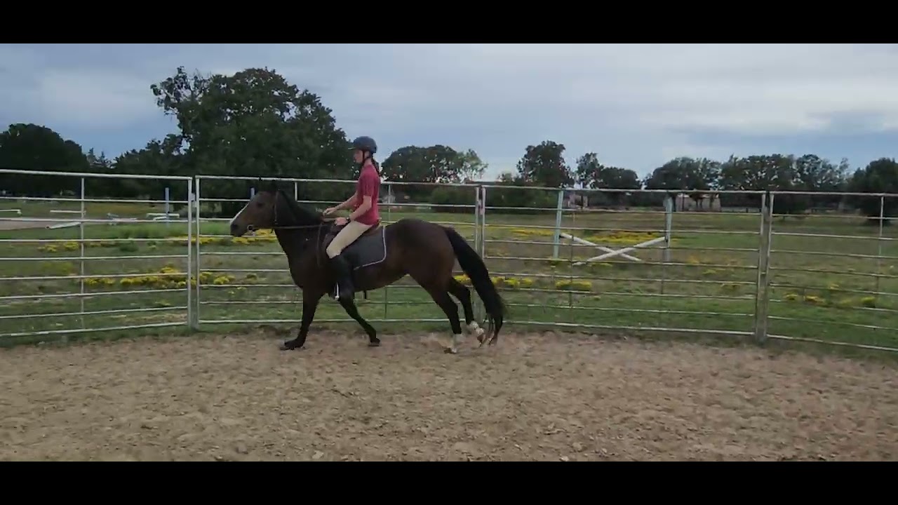 102423 Elefante and Flicka(2) - YouTube