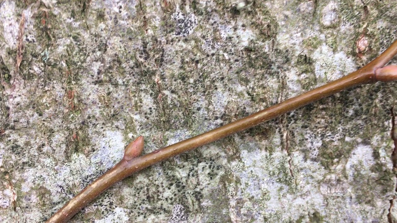 Small-leaved lime - twig, buds & trunk - November 2018 - YouTube