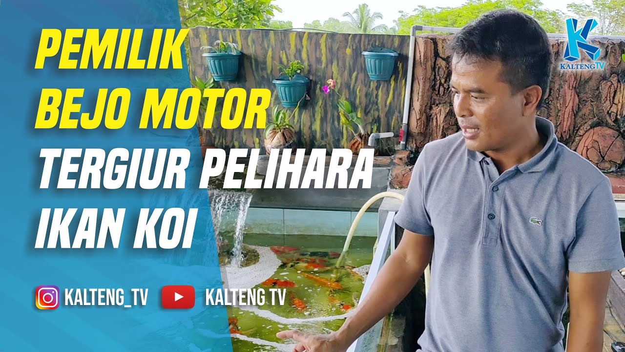 BEJO MOTOR TERGERUS PANDEMI, PEMILIK TERGIUR PELIHARA IKAN KOI - YouTube