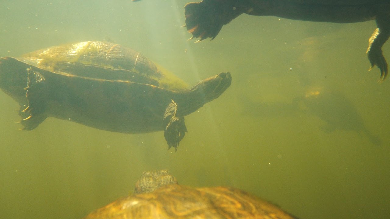 Turtles Swimming Underwater - 4K Ultra HD - YouTube