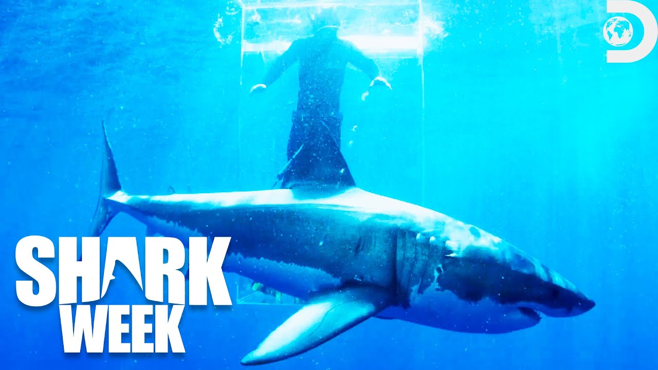 Gold Medal Moments from Shark Week 2021 | Discovery - YouTube