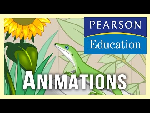 Pearson Education: Portfolio Animation Clips - YouTube