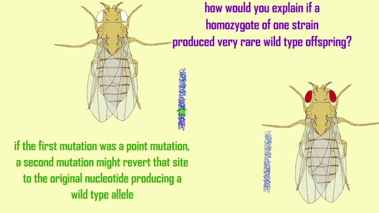 reversion mutations point mutations vs deletions - YouTube