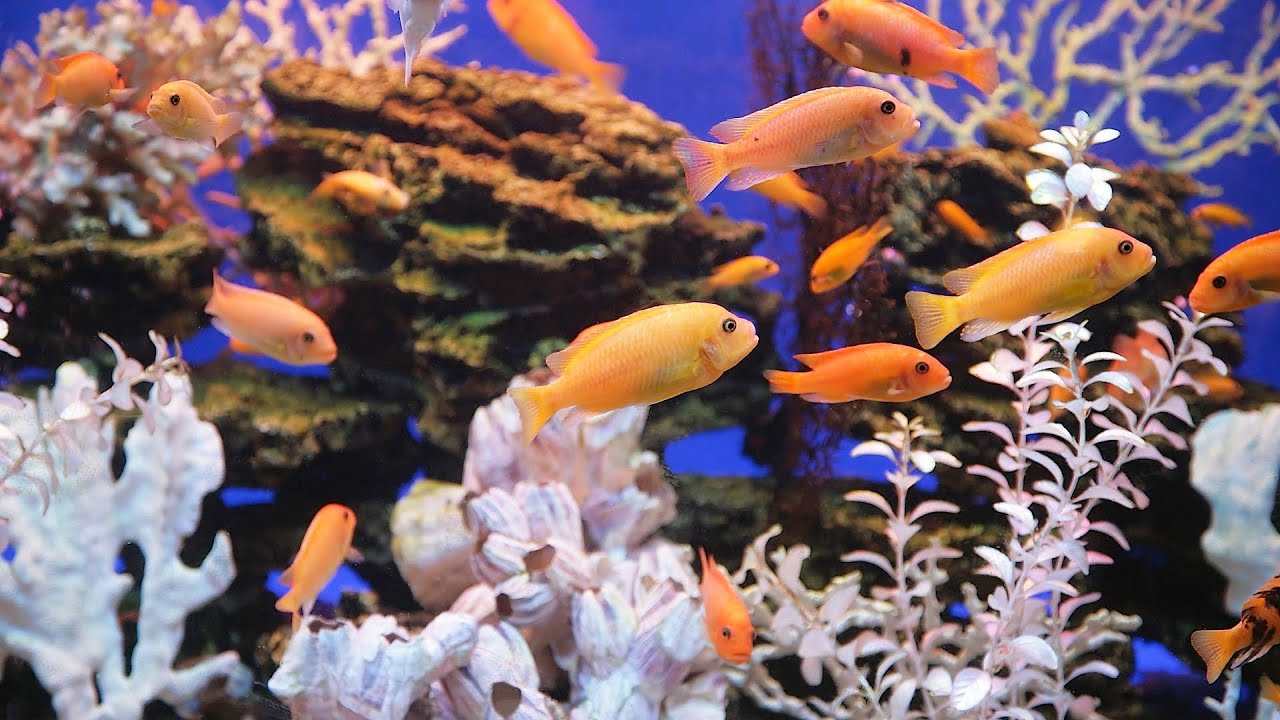 How to Pick a Fish Tank Heater | Aquarium Care - YouTube