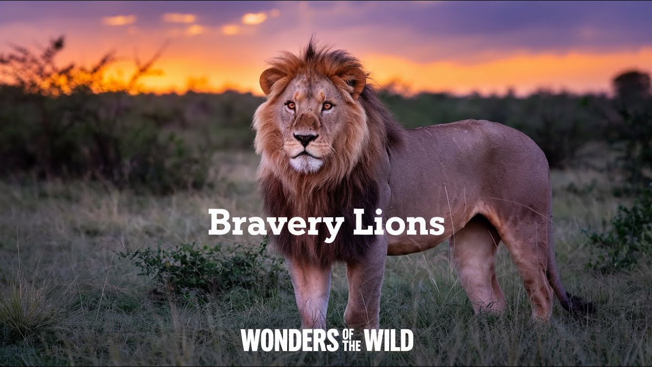 "Bravery Lions: Majestic Kings of the African Savanna and Icons of ...