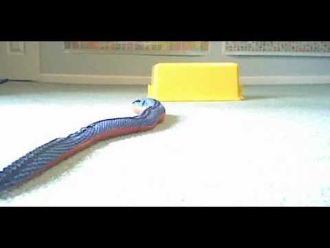 Slithering Snake (A Stop Motion Animation) - YouTube