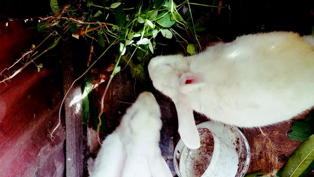 Conejos blancos de ojos rojos - YouTube