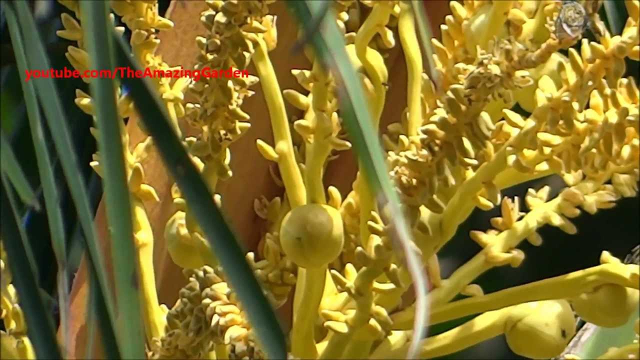 Coconut Different Stages Of Growth YouTube coconut-different-stages-of-growth-youtube