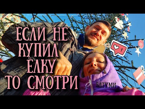 Где купить живую ёлку в Батуми 🌲 Главная ёлка на рождественской ярмарке ...