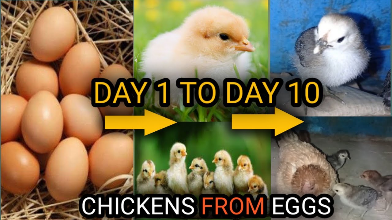 ️ ️ ️🐤🐤🐤CHICKEN from EGGS,DAY 1 to DAY 10,(hen videos) - YouTube