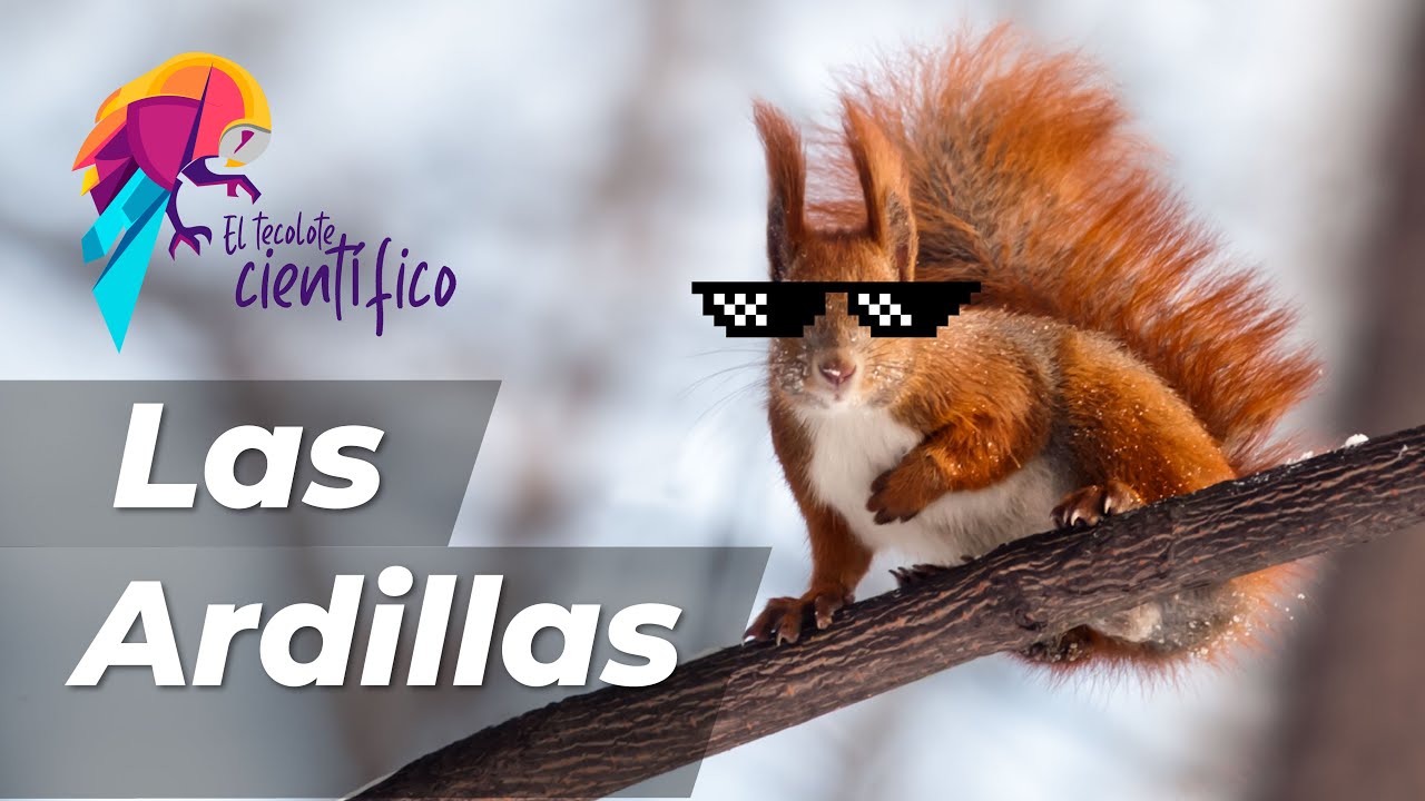 ¿Ardillas o ratas arborícoras? Roedores increíbles. - YouTube