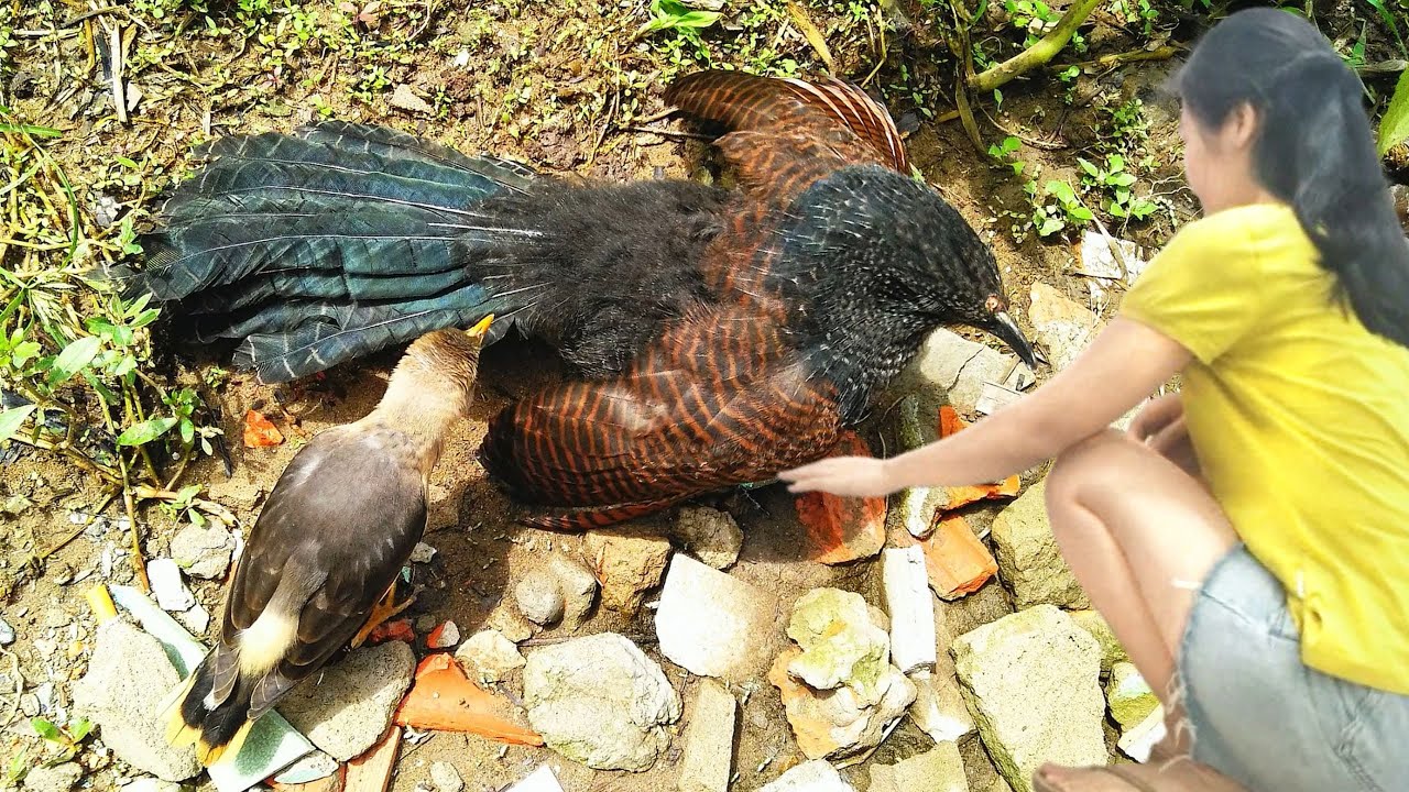 Adorable friendship of 2 little Birds😊: Chirping, Sunbathing, and ...