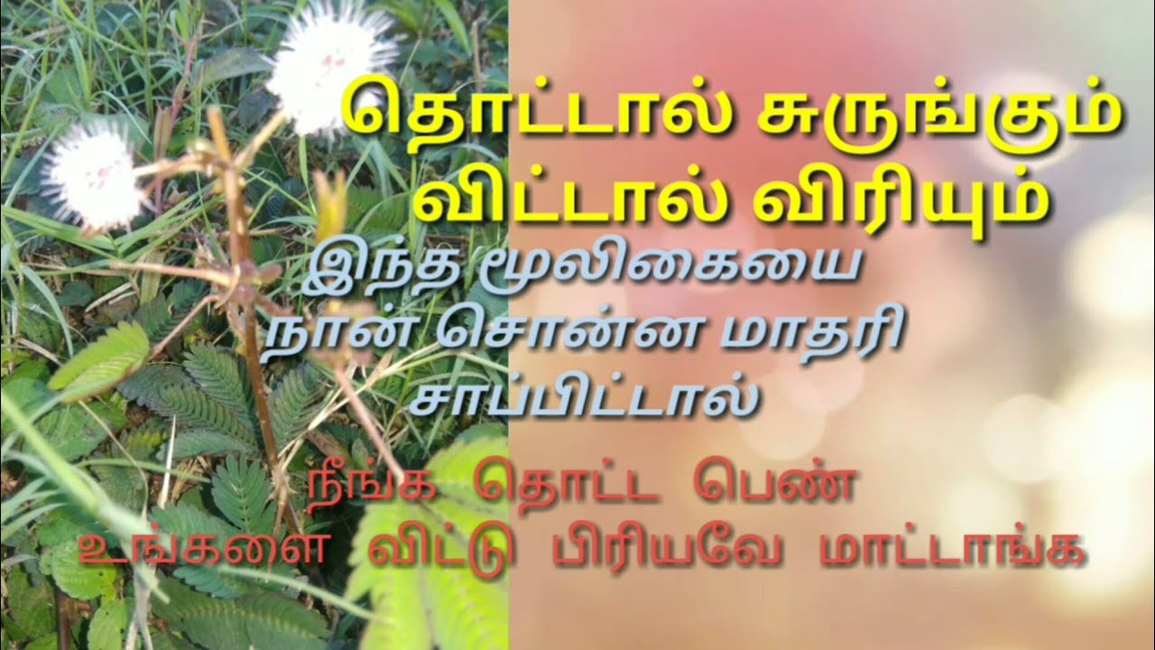 Anmai athikarikka tips in Tamil|anmai kuraivu|anmai|thottasurungi ...