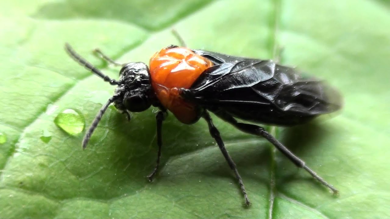 Black-headed Ash Sawfly (Tenthredinidae: Tethida barda) Female Drinking ...