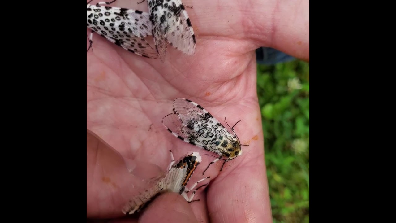 Great Leopard Moth - YouTube