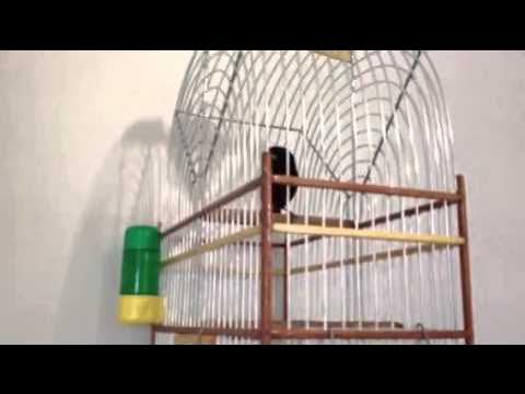 PICOLET 973 APATA - YouTube