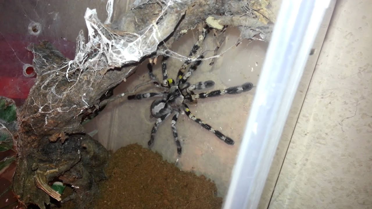 Poecilotheria regalis - YouTube
