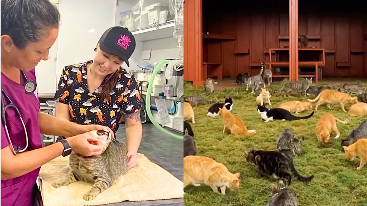 They Saved Over 200 Cats From A Wildfire! 😱💕 - YouTube