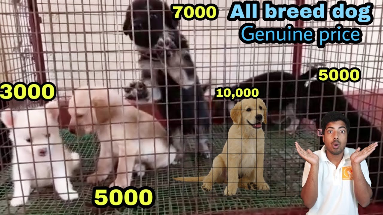 All breed dog on Genuine price - YouTube