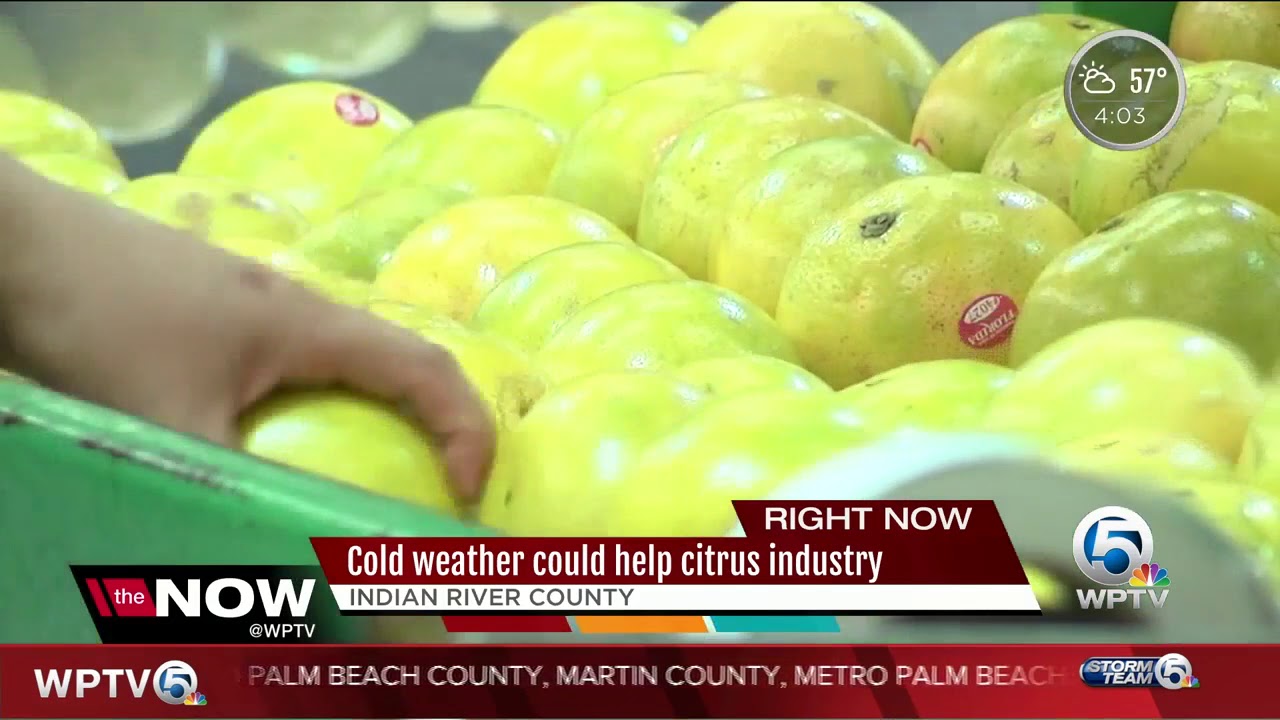 Citrus growers could see benefits to cold weather - YouTube