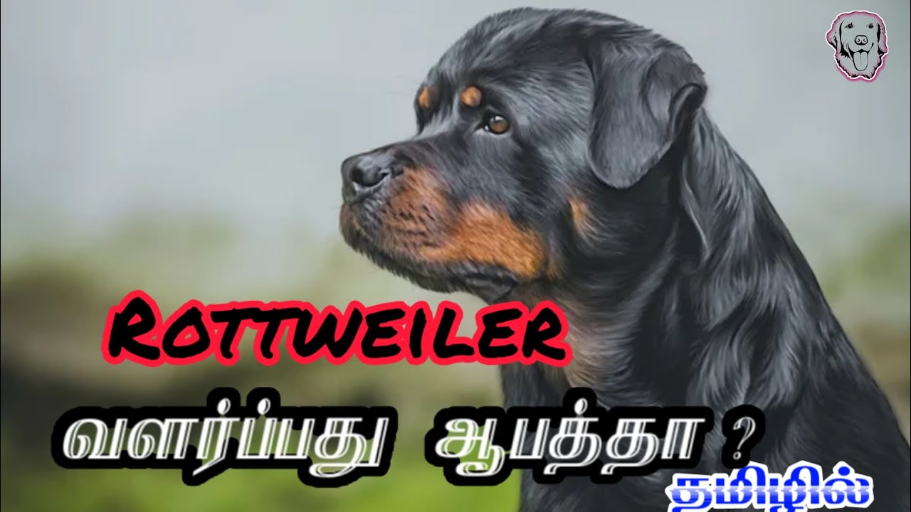 rottweiler in tamil | rottweiler | tamil | the dangerous dog | saju the ...