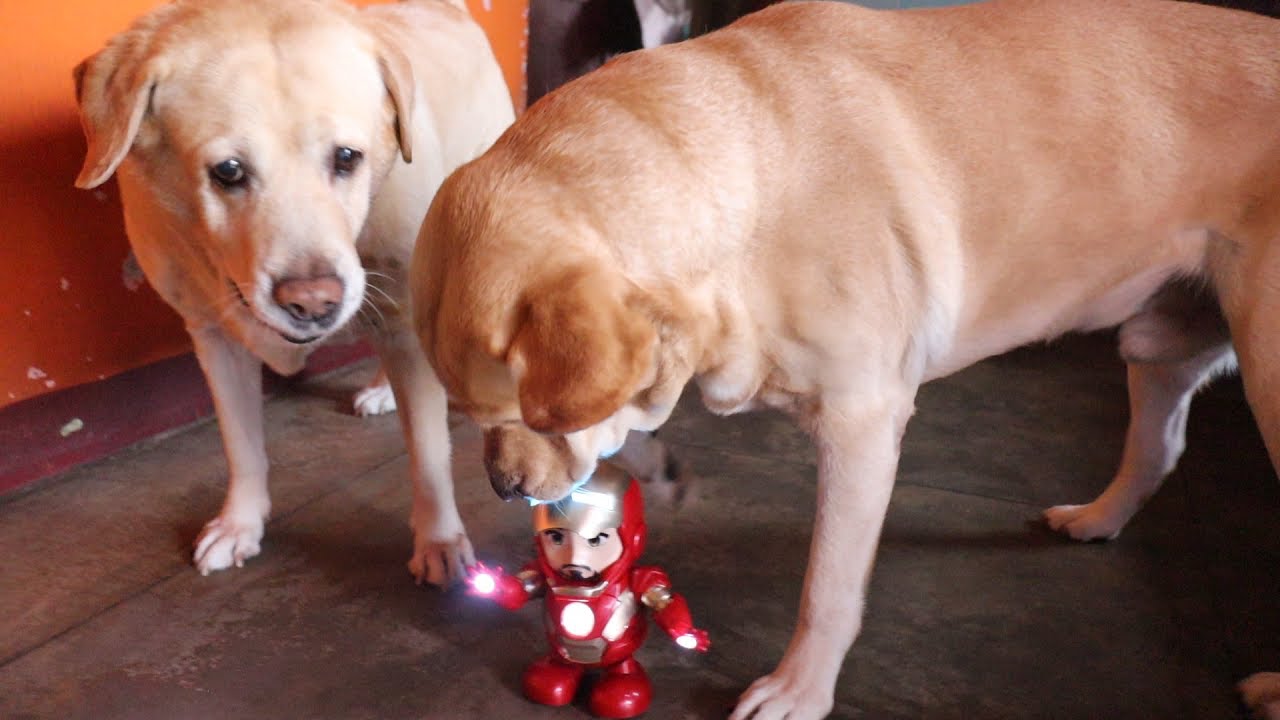 Labrador Dog Fights With Iron Man Toy - YouTube