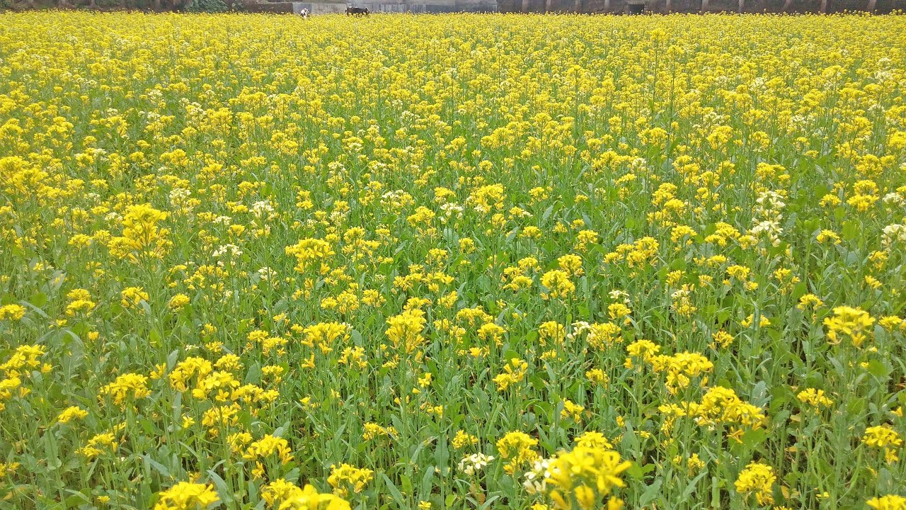 Mastered Flower Beautiful Winter Jhenaidah Bangladesh | Sorisha ful in ...