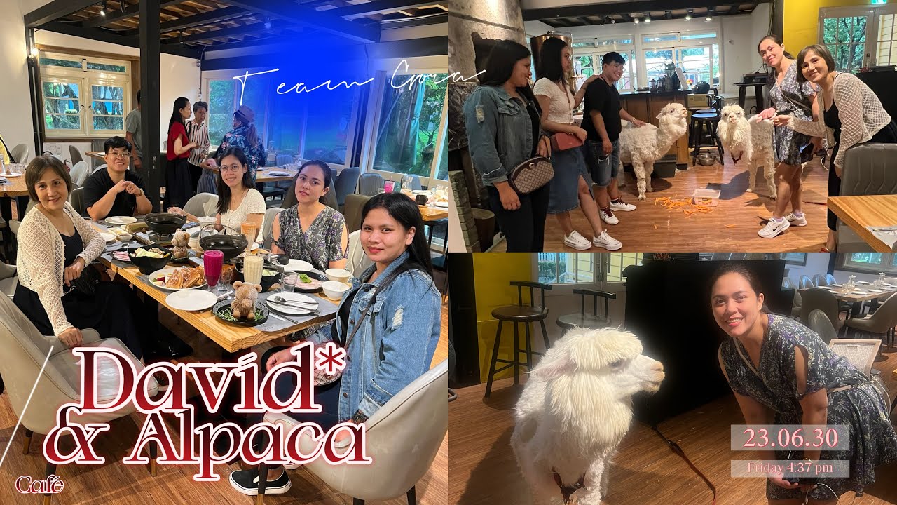 David& Alpaca Café Taipei | with Team Gora ⁠@Meg_An85 🦙 - YouTube