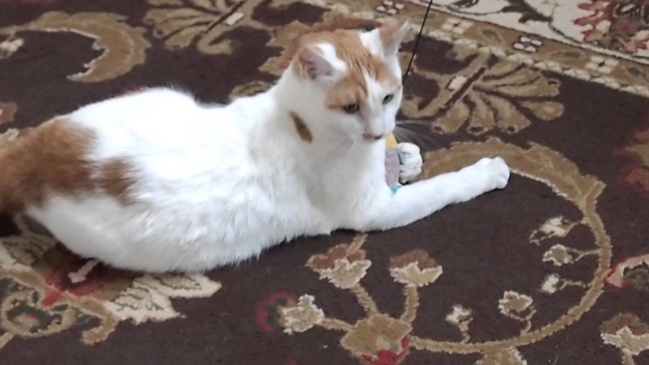 Bogart the cat - YouTube