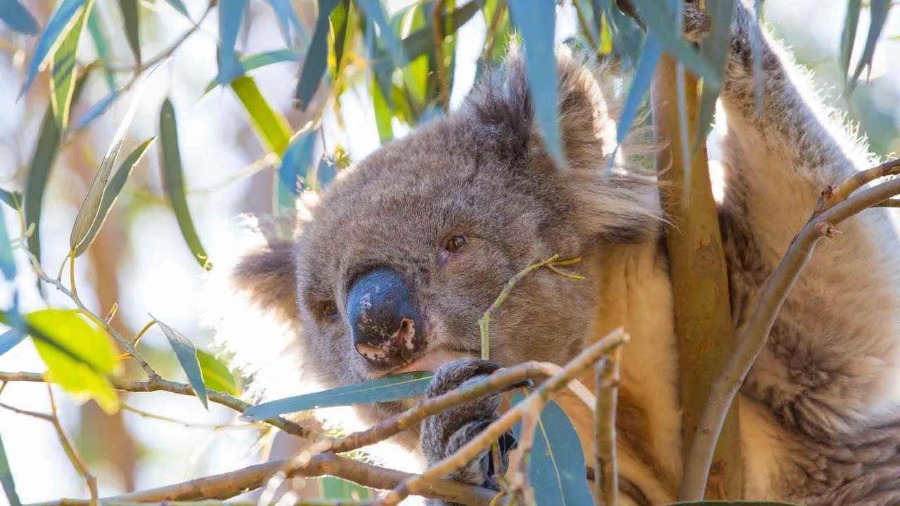 Koala Walk at Kangaroo Island [4K60p] - YouTube