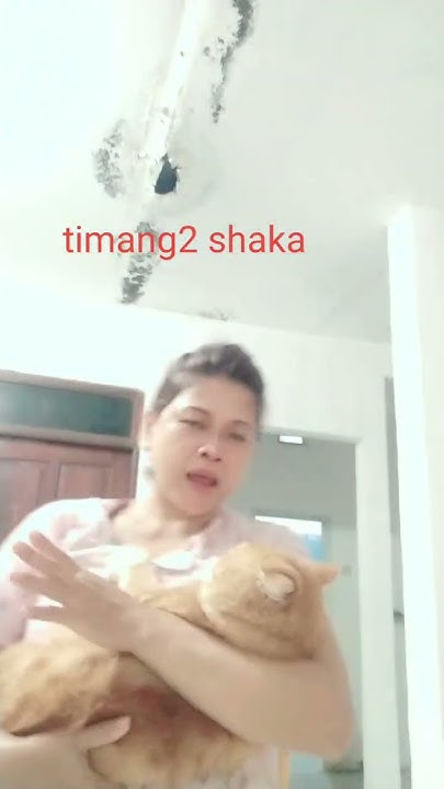 shaka jantan emak @dojacat @PecintaKucing0720 @Cat @Hewanft #kucing #catshorts - YouTube