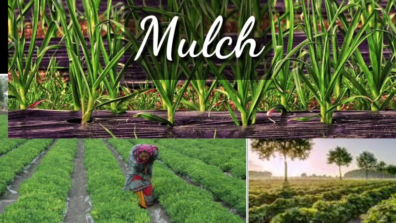 All about Biodegradable Mulch film. - YouTube