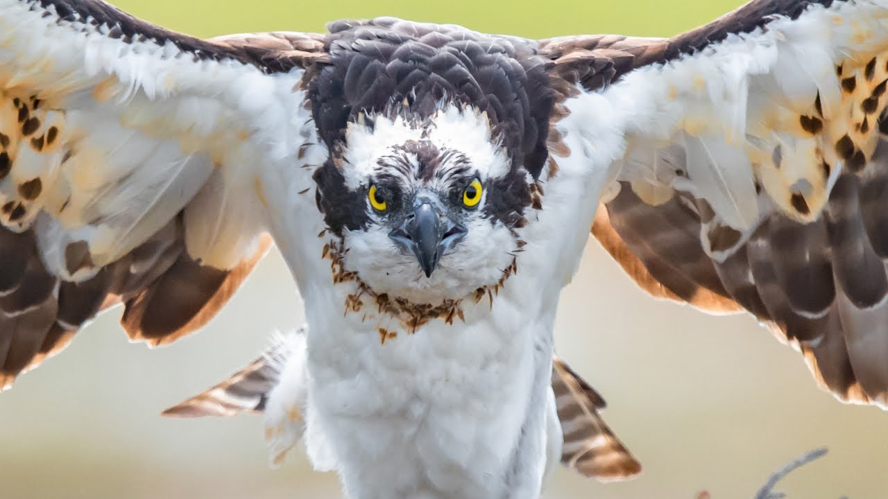 Q&A - D500 Resolution - D850 Focus Area - Sony A7RIV FOR BIF? - Sony ...