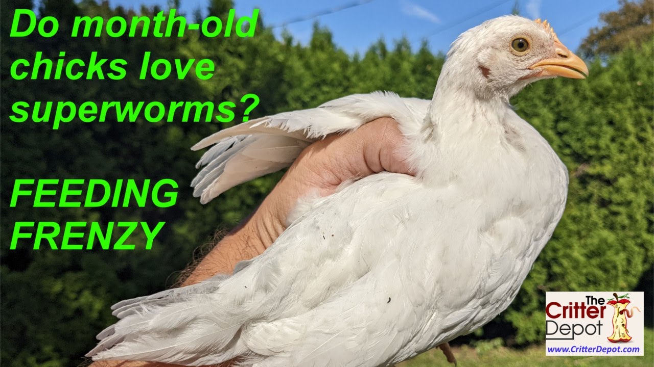 Do month old chicks love superworms? Feeding Frenzy! - YouTube