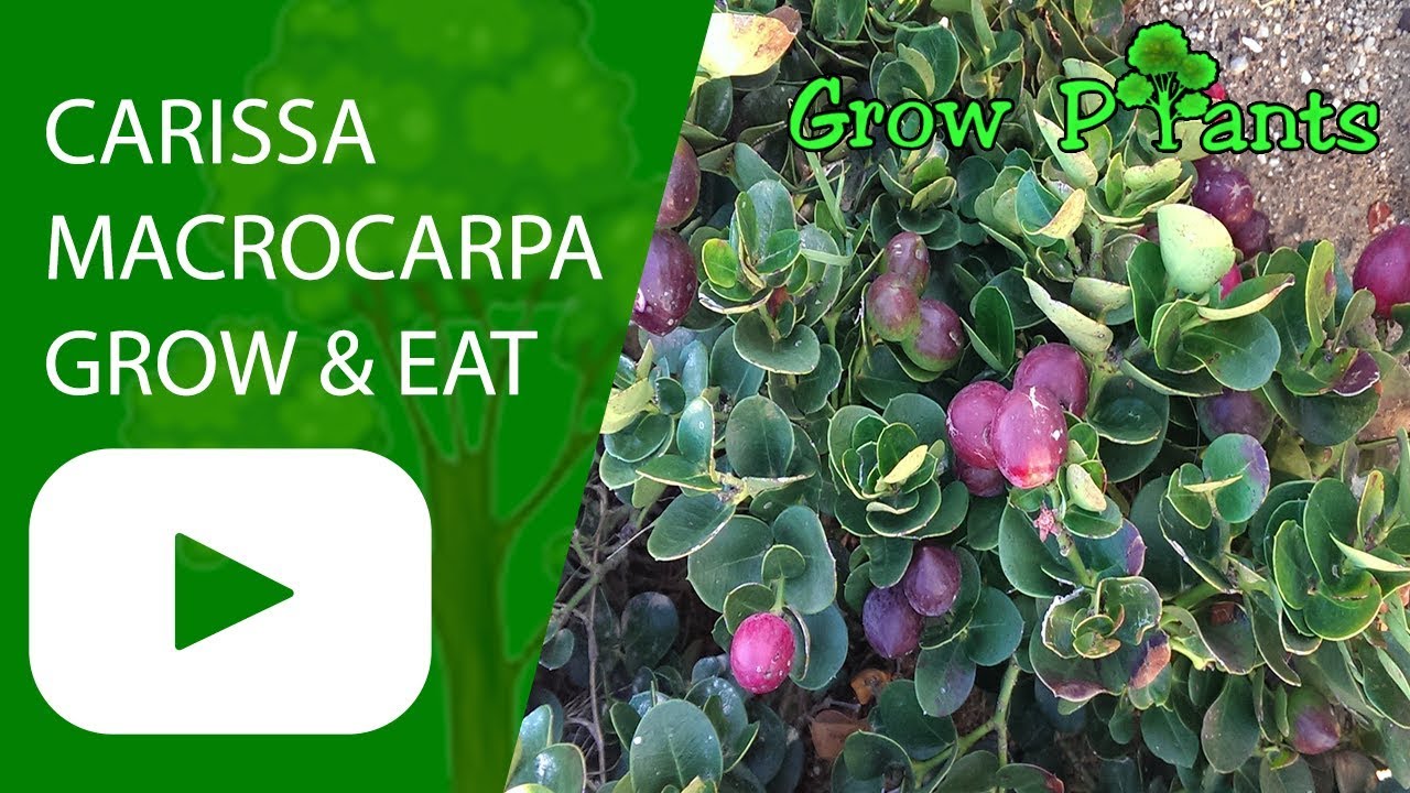 Carissa Plant