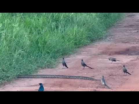 python crossing the lord surrounded by a flock - YouTube