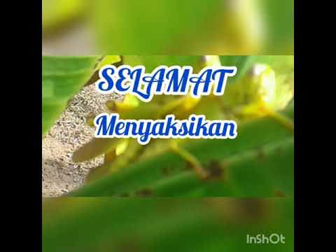 Terciduk mesum di kebun pisang orang??