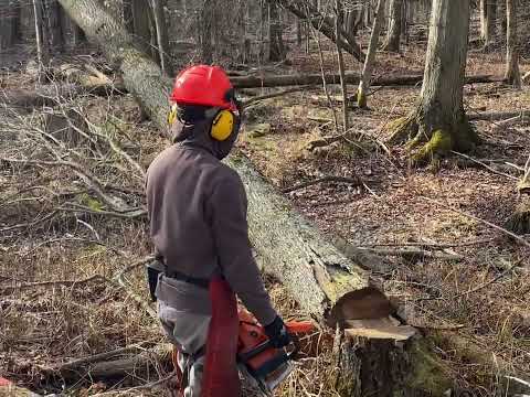 Logging with Stihl MS500i chainsaw. - YouTube