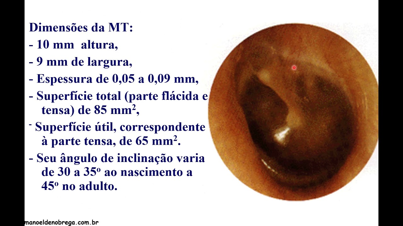 Fisiologia Da Audição - Orelha Externa e Orelha Média - 2021 - YouTube