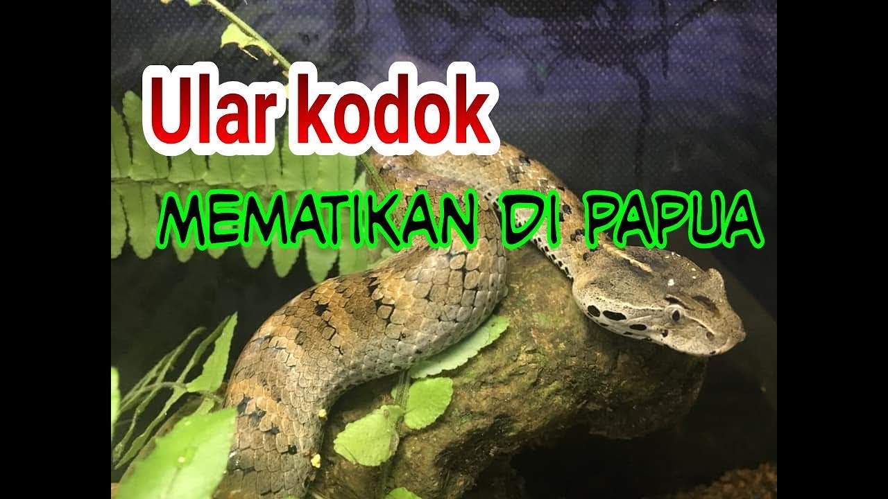 Ular death adder papua - YouTube