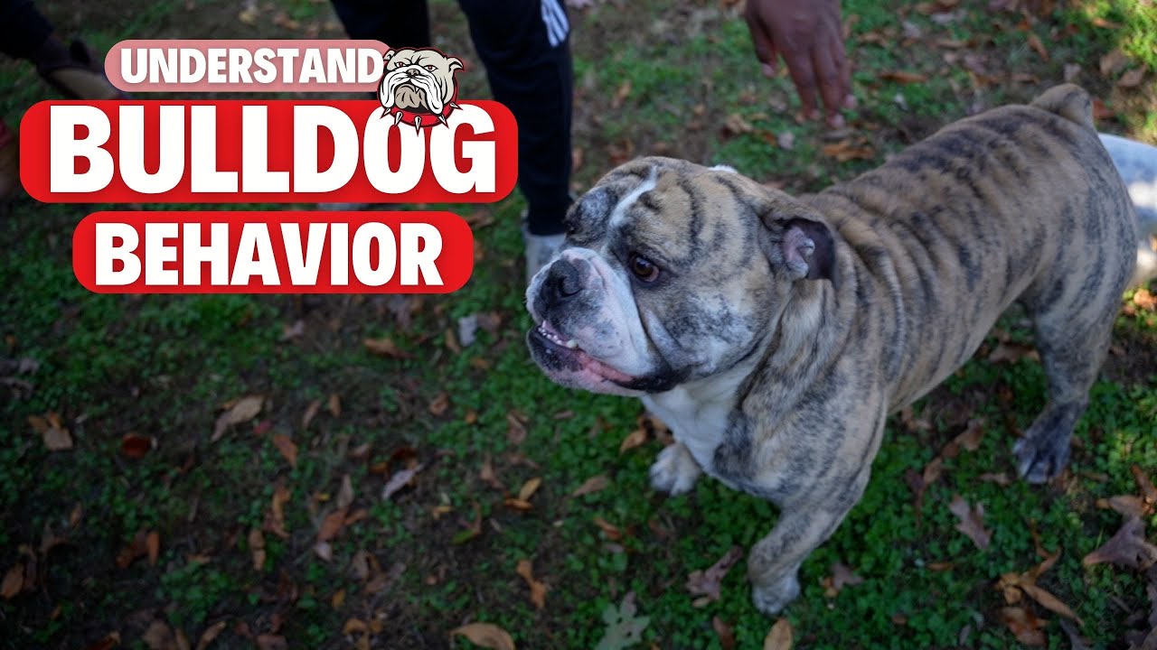 Understanding Bulldog Behavior with Chris Moore - YouTube
