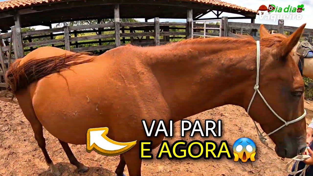 A EGUA BALANGA TA QUAIS PARINDO - OS POTROS FUGIRAM DEU MUITO TRABALHO ...