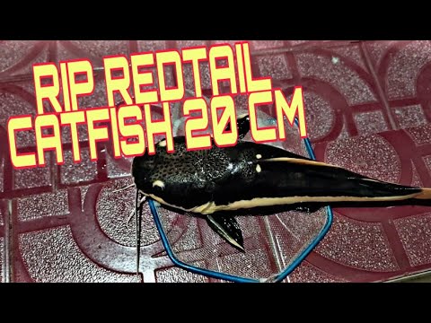 RIP REDTAIL CATFISH 20 CM - YouTube