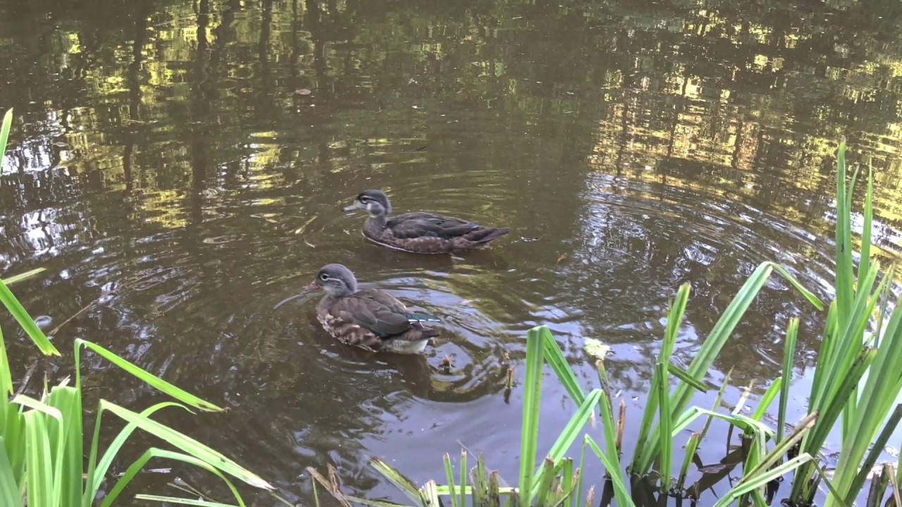 Evolution des canetons - Canard carolin et Mandarin - 6 - YouTube