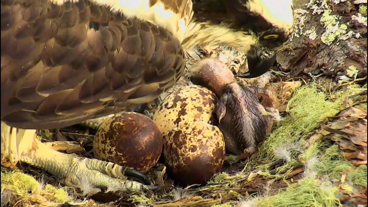 Hatch no 1 for Hog Island Ospreys. 06.57 / 02 June 2018 - YouTube