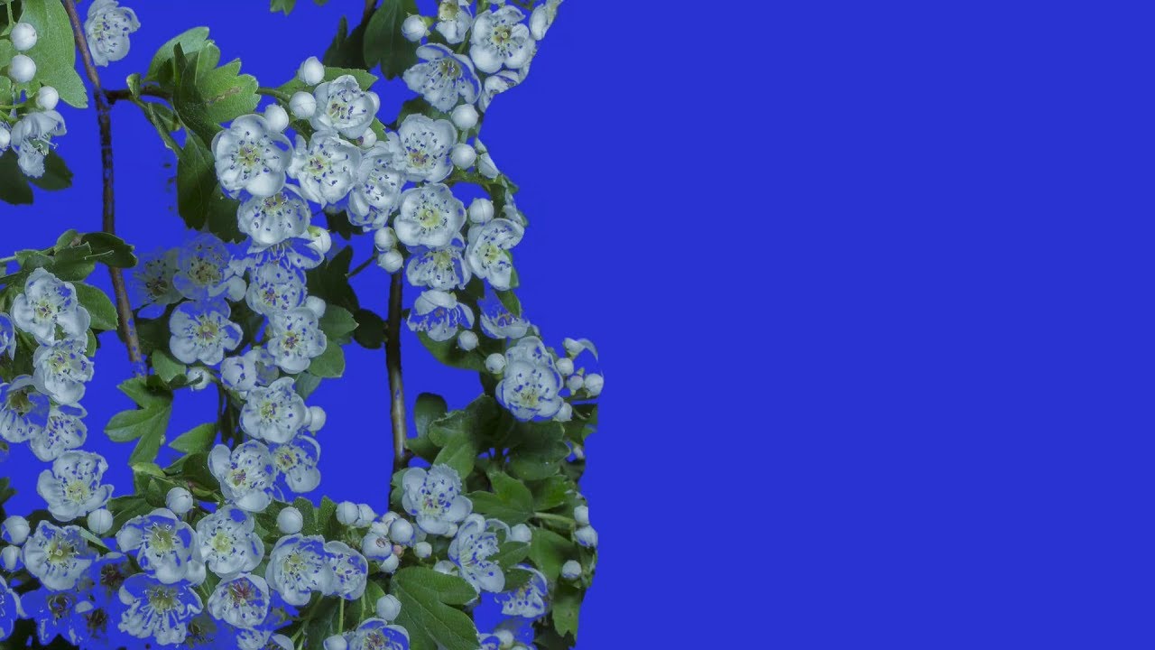 TIME LAPSE FLOWERS BLOOMING green screen blue HD 1080 - YouTube