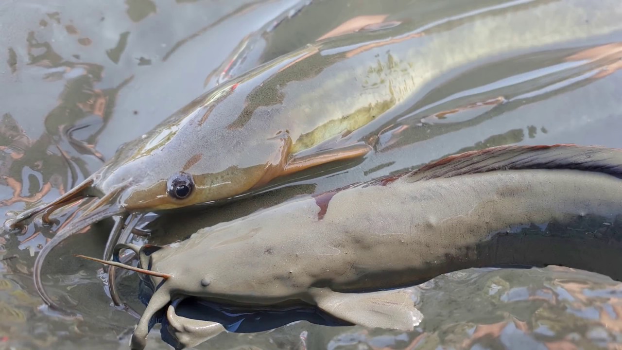 Best Mud Water Fishing | Cafish Catching From Muddy Water (Part–2 ...